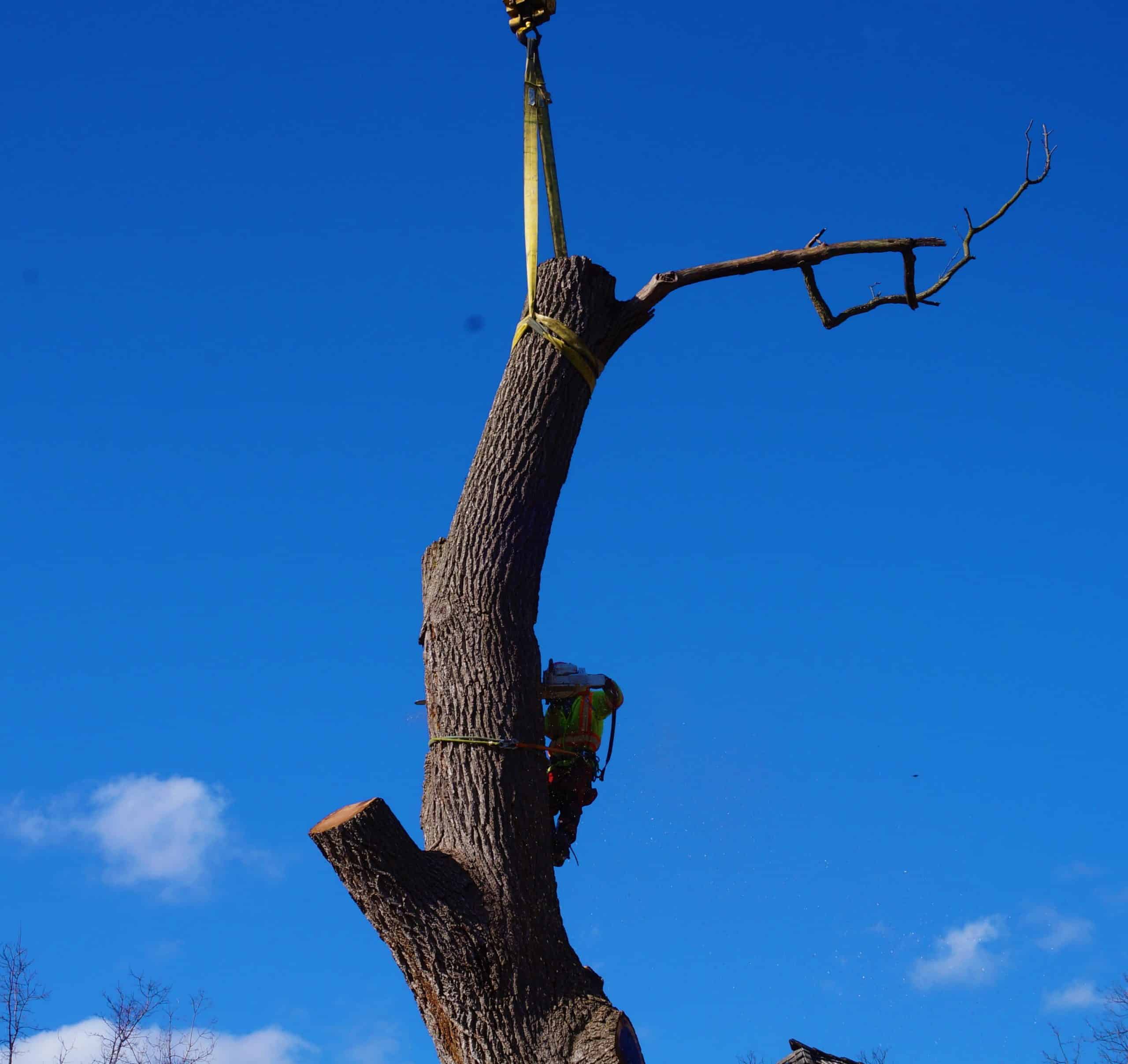 Pest Season Alert!How Pole Saw Pruning Can Save Your Trees – JOVANT TOOLS