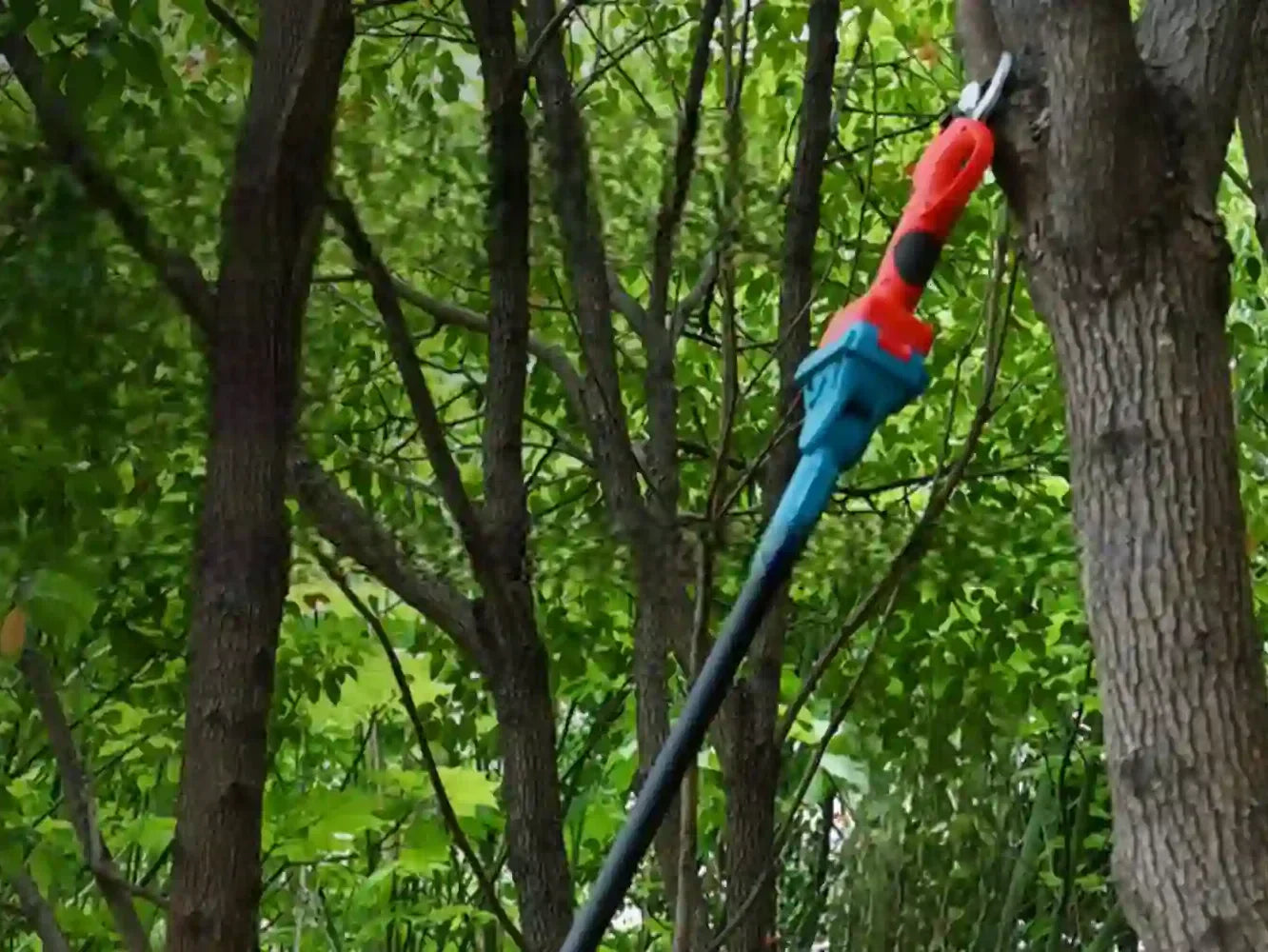 Pole Electric Shears for Tall Fruit Trees: Step-by-Step Pruning Guide ...